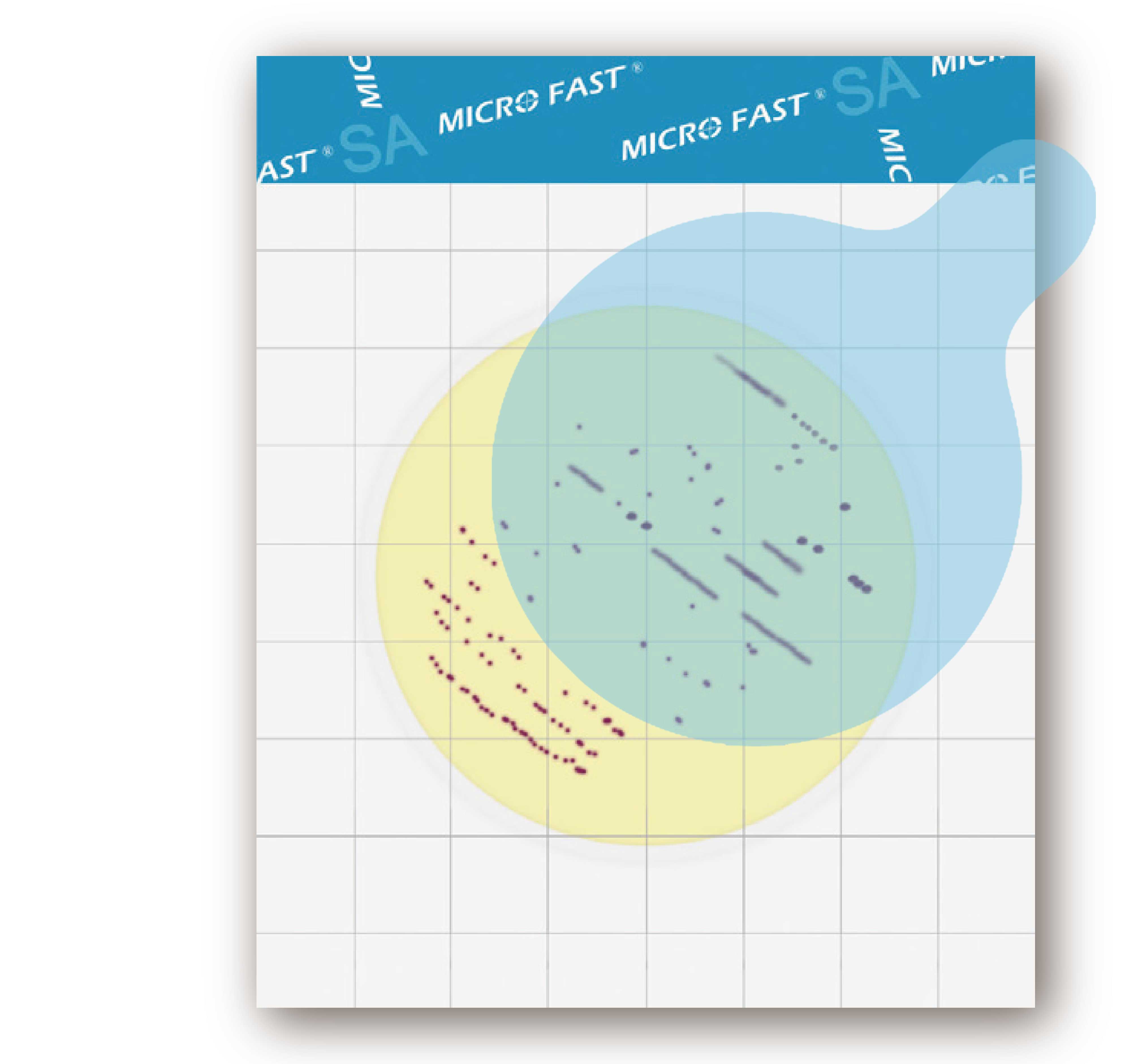 MicroFast®SA 金黃色葡萄球菌快檢測試片-太康生醫國際有限公司